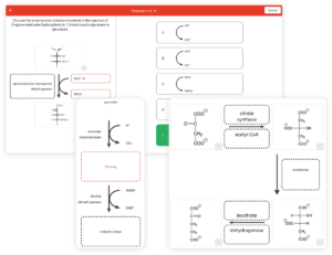 Teaching Biochemistry – Aktiv Learning